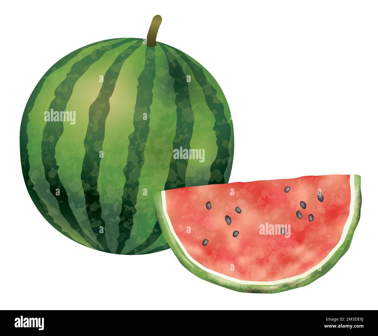 Hand-drawn vector watercolor watermelon illustration isolated on a ...