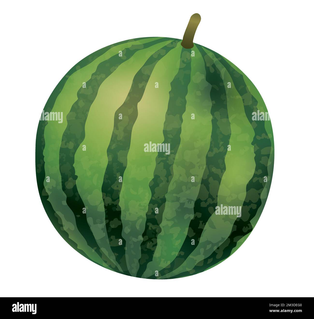 Hand-drawn vector watercolor watermelon illustration isolated on a ...