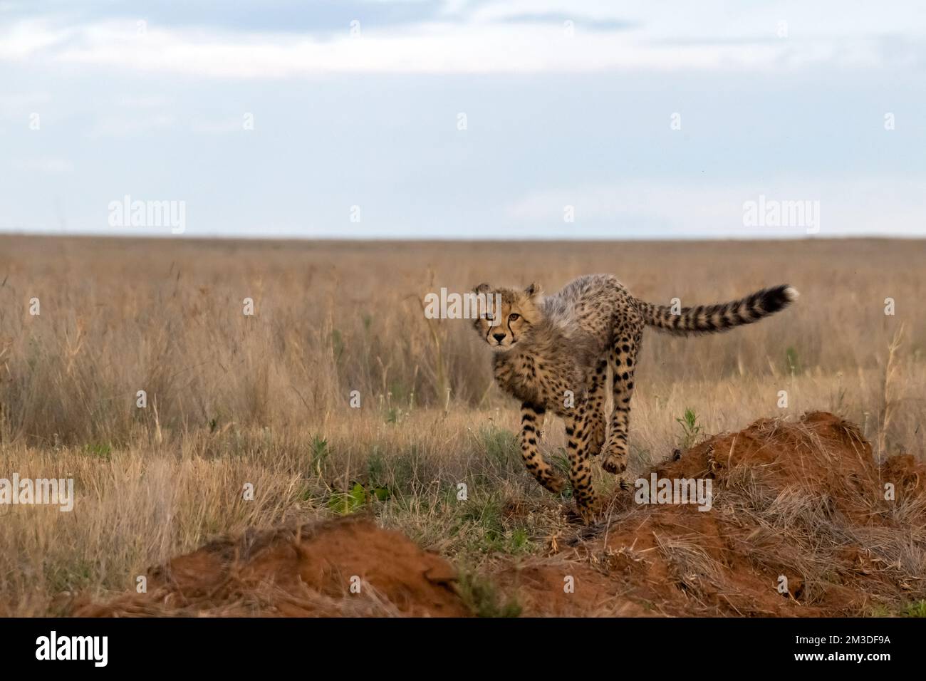 Cheetah Cub Running through Grass on the Savannah Stock Photo - Alamy