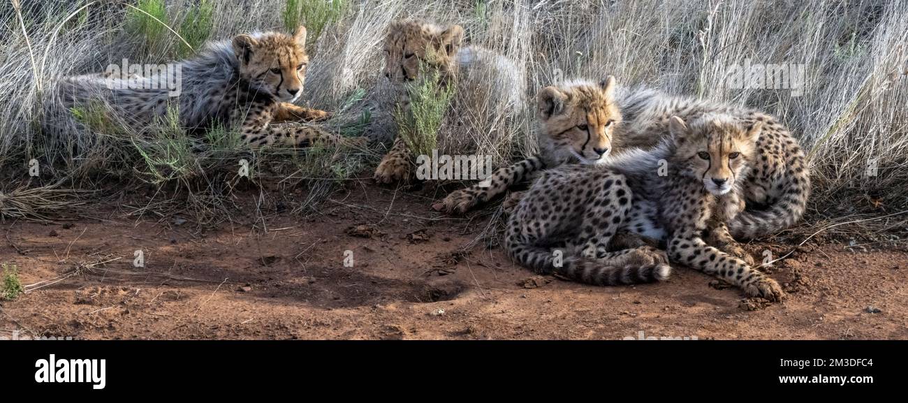 Four Cheetah Cubs in the Grass Stock Photo - Alamy