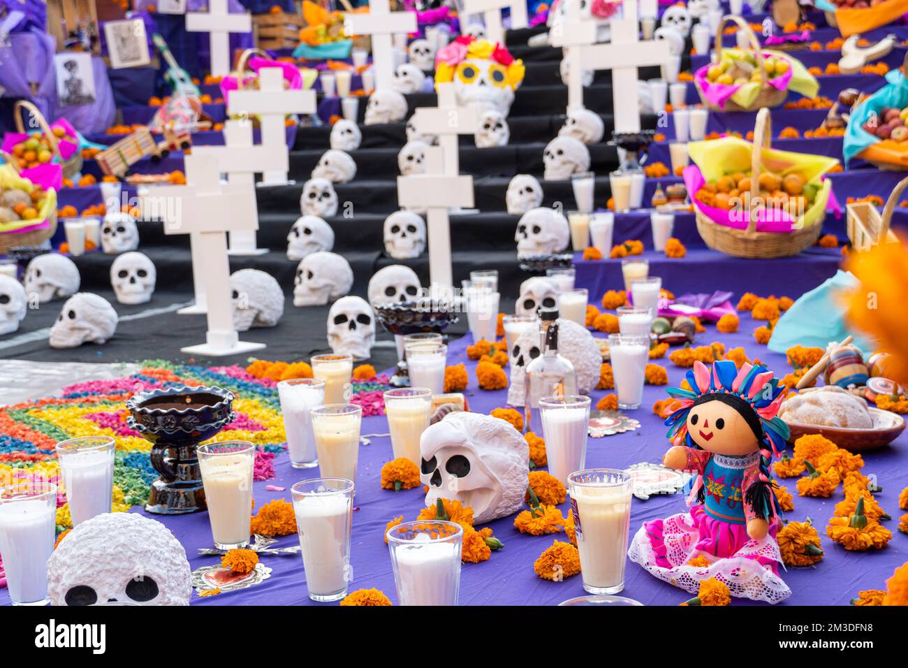 day of the dead altar, cempasuchil all over the floor in purple ...