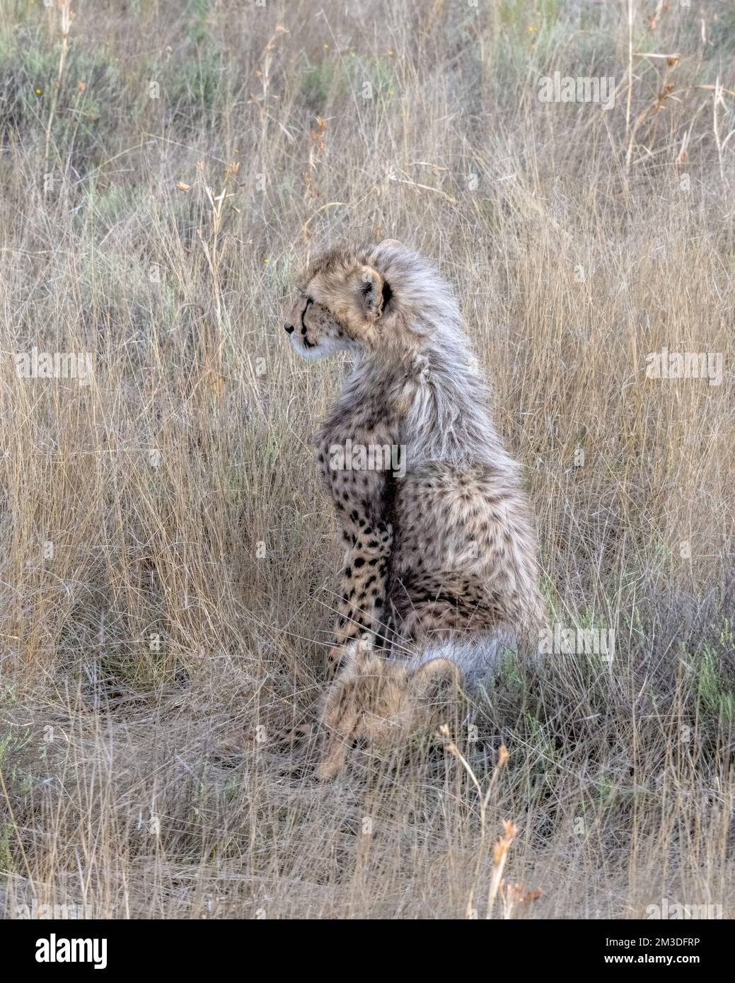 Cheetah sit hi-res stock photography and images - Alamy