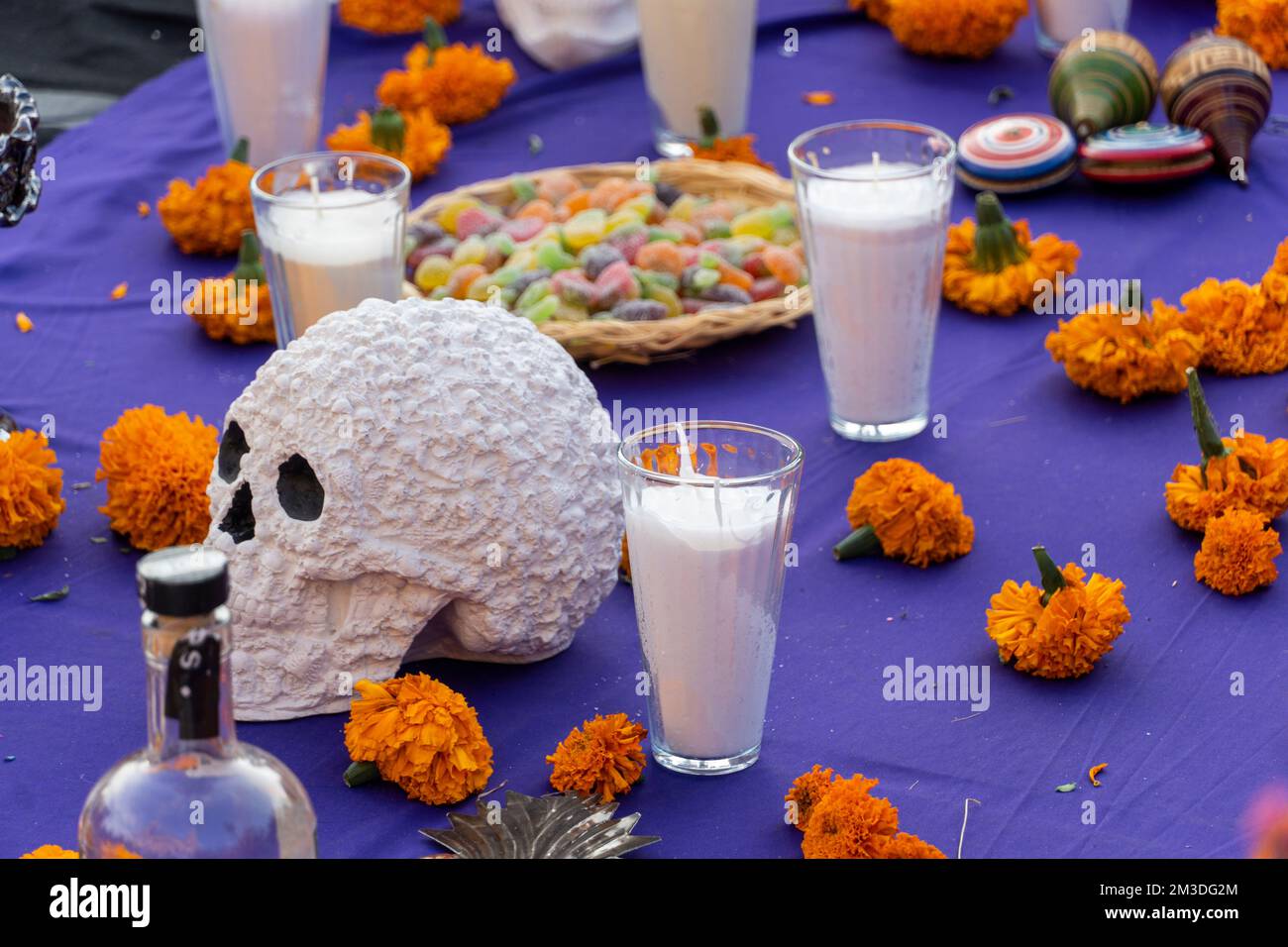 day of the dead altar, cempasuchil all over the floor in purple ...