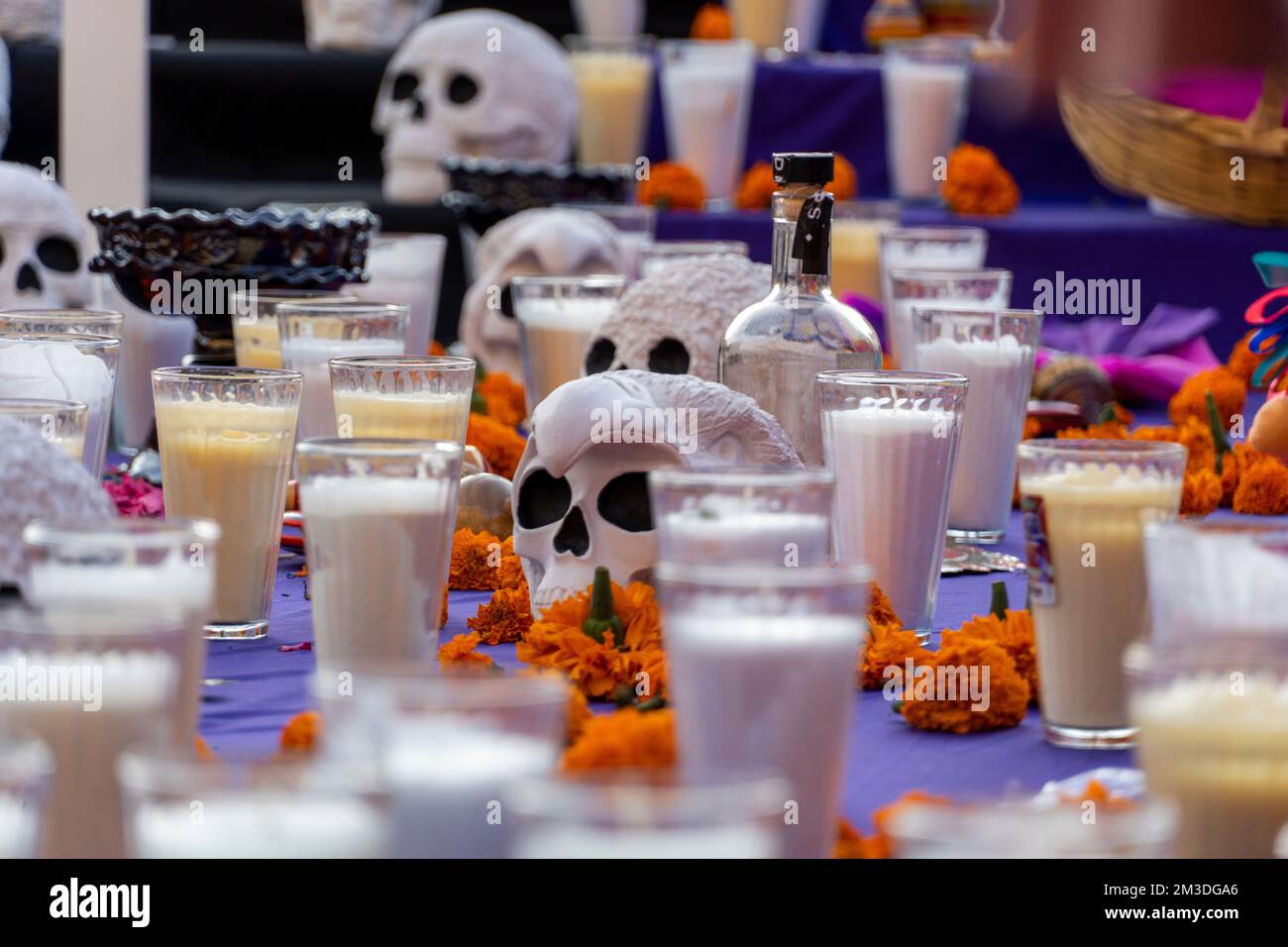 day of the dead altar, cempasuchil all over the floor in purple ...