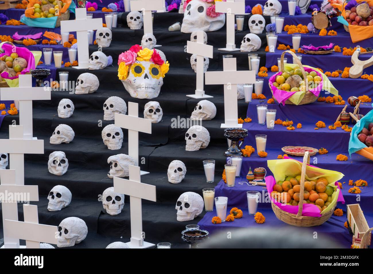 day of the dead altar, cempasuchil all over the floor in purple ...