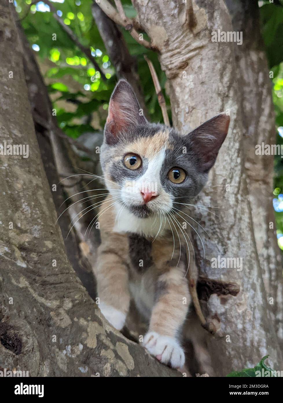 Maui Jungle Kittens in a tree Stock Photo - Alamy