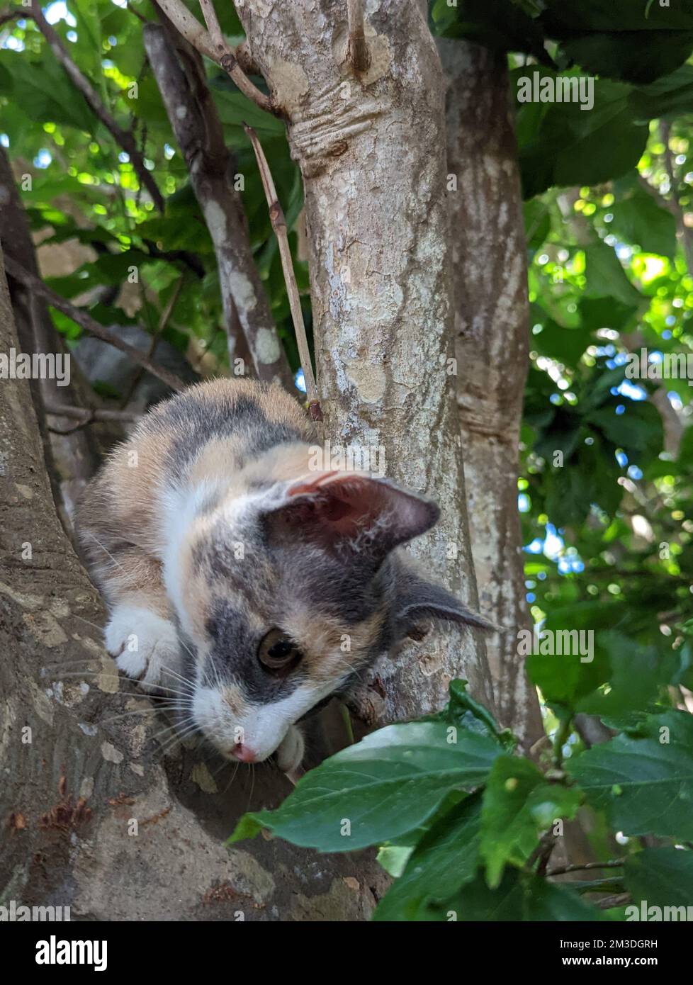 Maui Jungle Kittens in a tree Stock Photo - Alamy