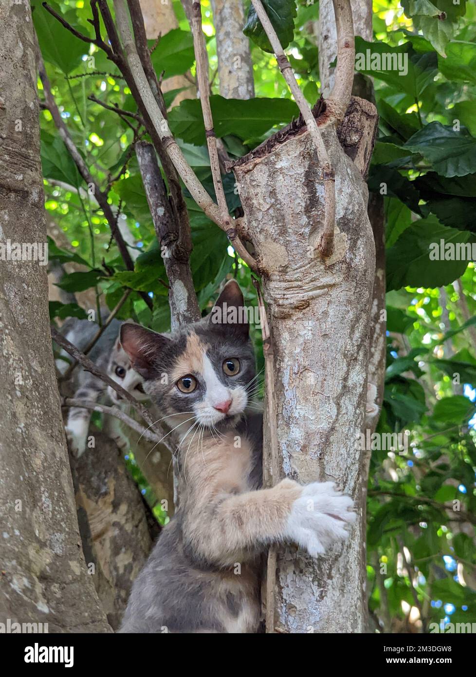 Maui Jungle Kittens in a tree Stock Photo - Alamy