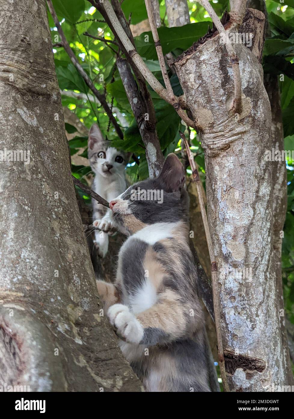 Maui Jungle Kittens in a tree Stock Photo - Alamy