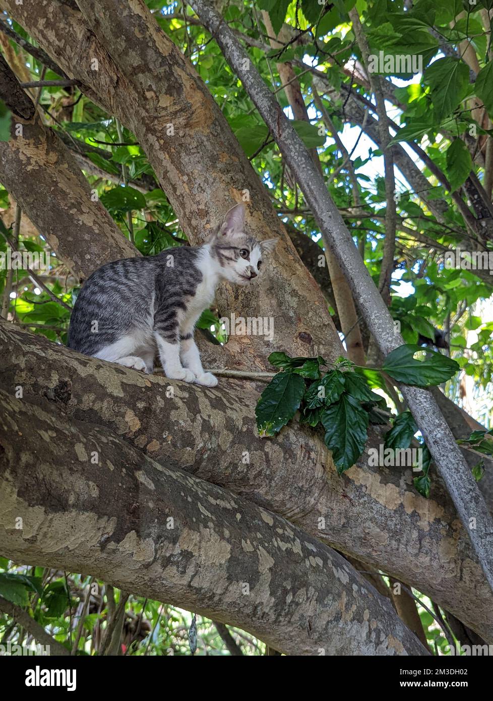 Maui Jungle Kittens in a tree Stock Photo - Alamy