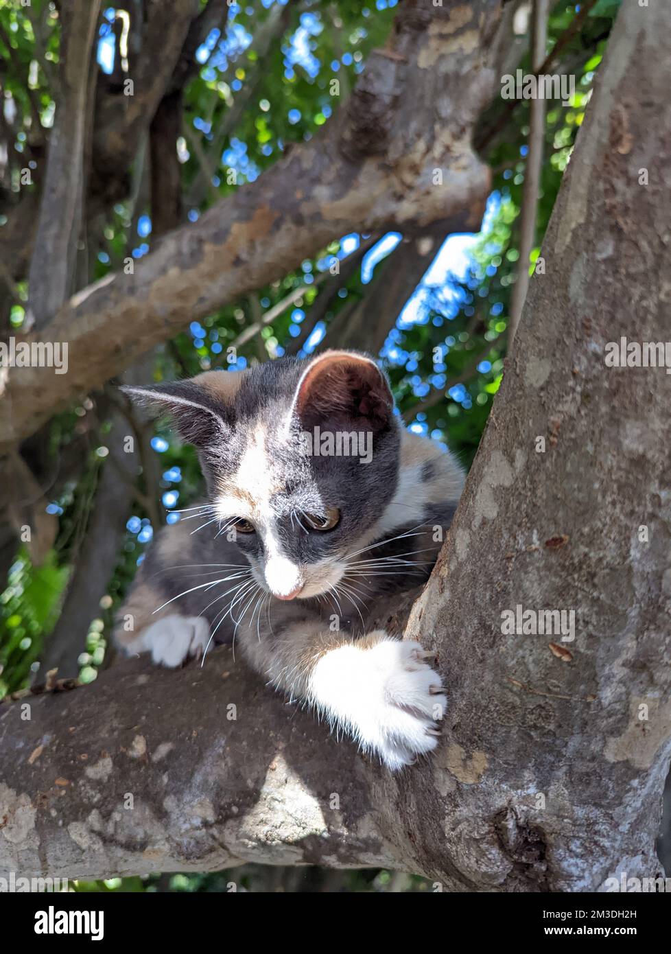 Maui cats hi-res stock photography and images - Alamy