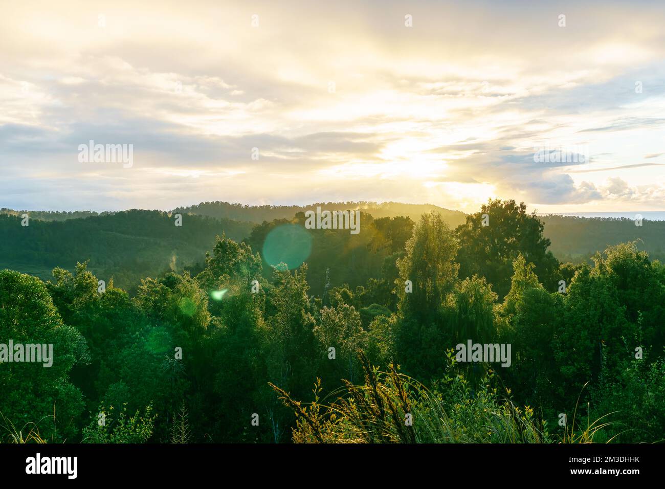 Sunset casts lens flare over treetops of expansive West Coast rain ...