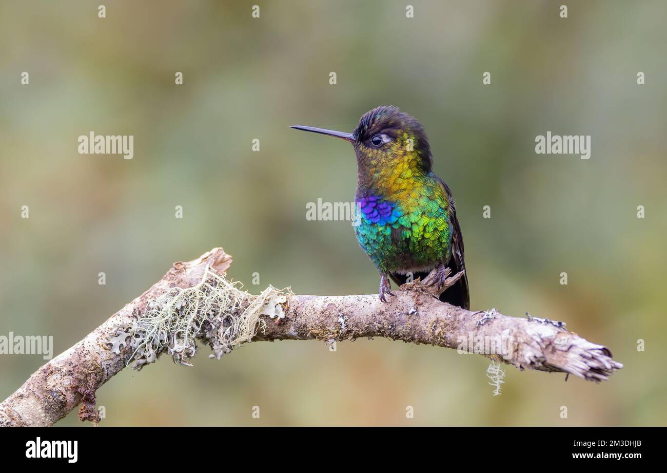 a fiery-throated hummingbird facing left on a perch in costa rica Stock ...