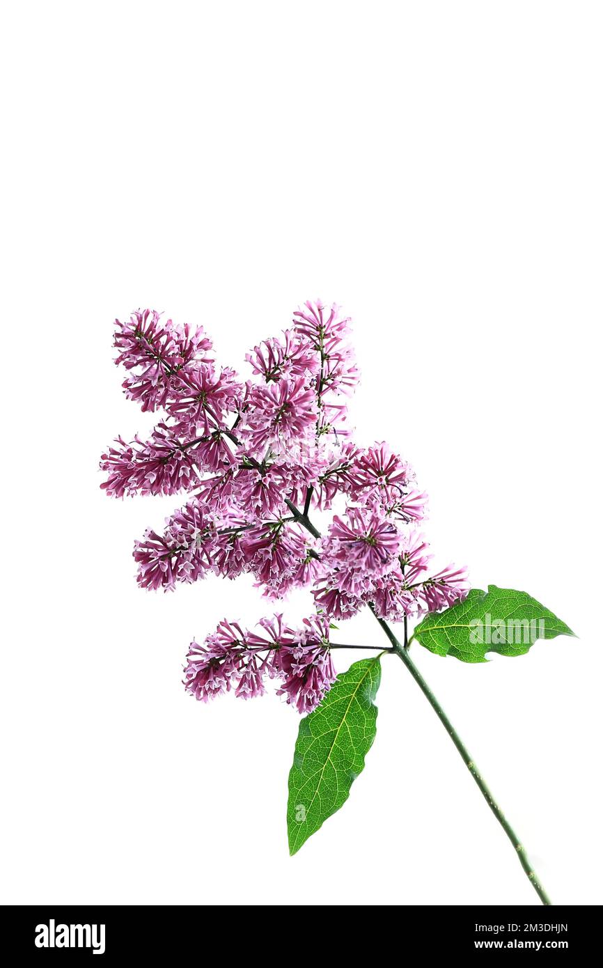 Lilac branches on a white background Stock Photo - Alamy