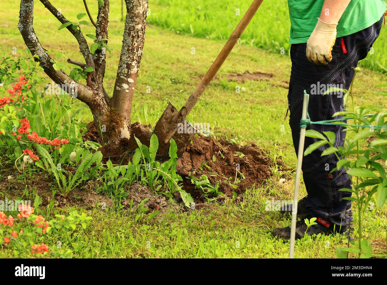 care of trees in the garden. A man digs up the ground under a tree ...