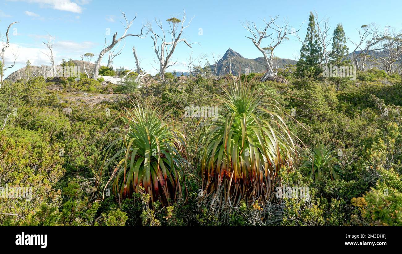 close shot of endemic pandani plants at the labyrinth in tasmania Stock ...