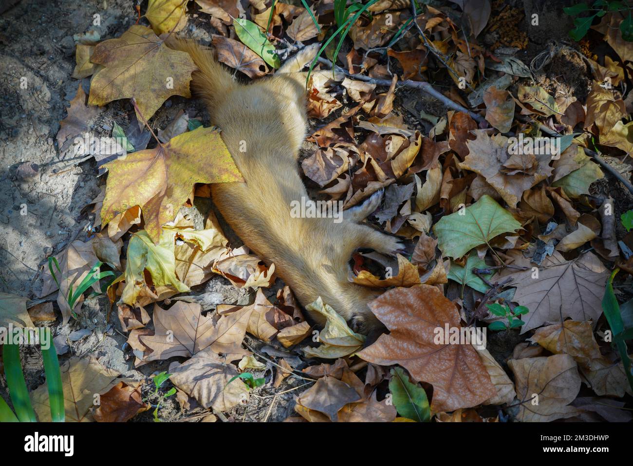 Brown Dead weasel lying on ground with fallen leaves in later autumn ...