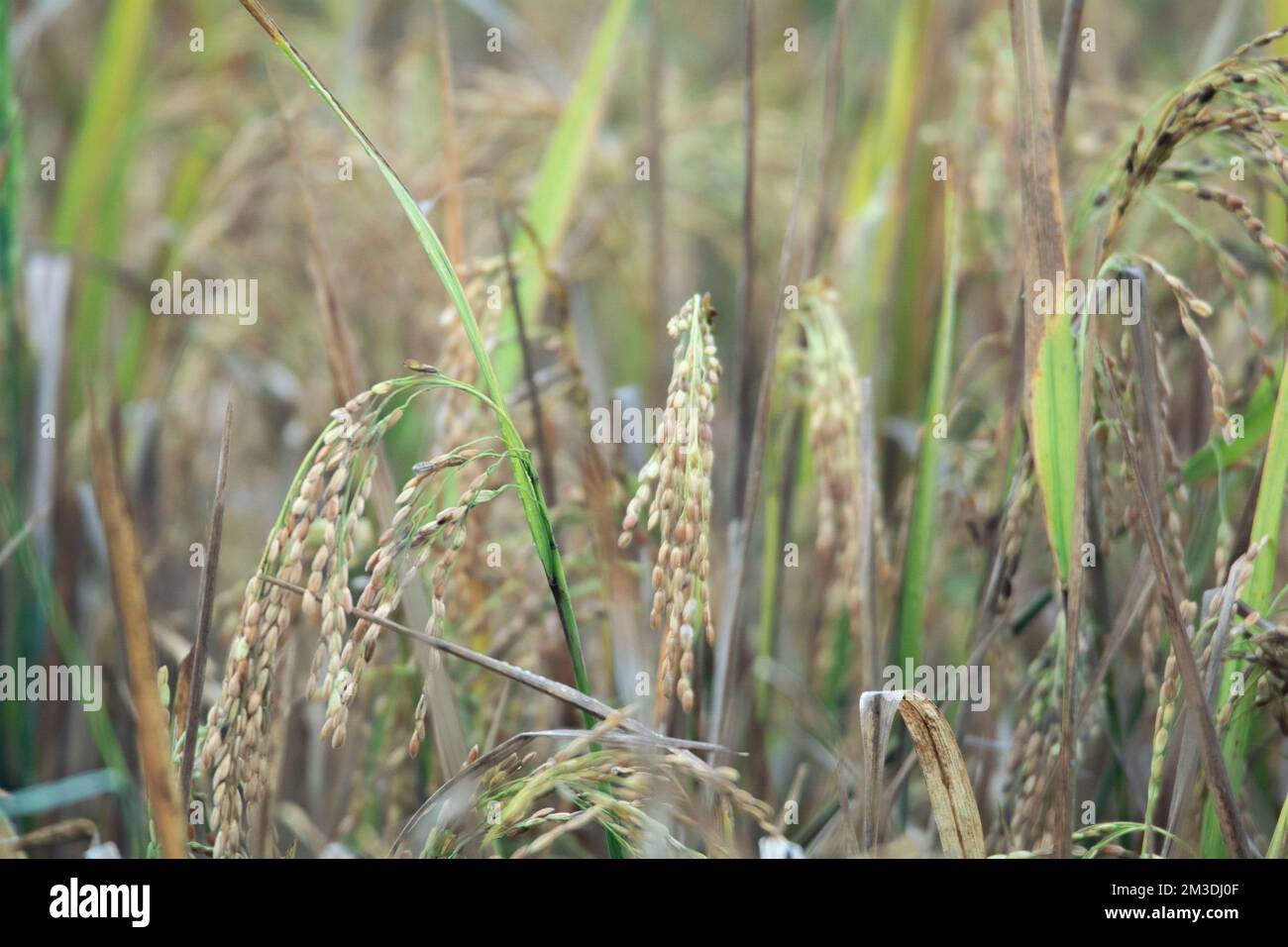 Golden Fields of Abundance: Capturing the Beauty of Paddy Rice Ready ...