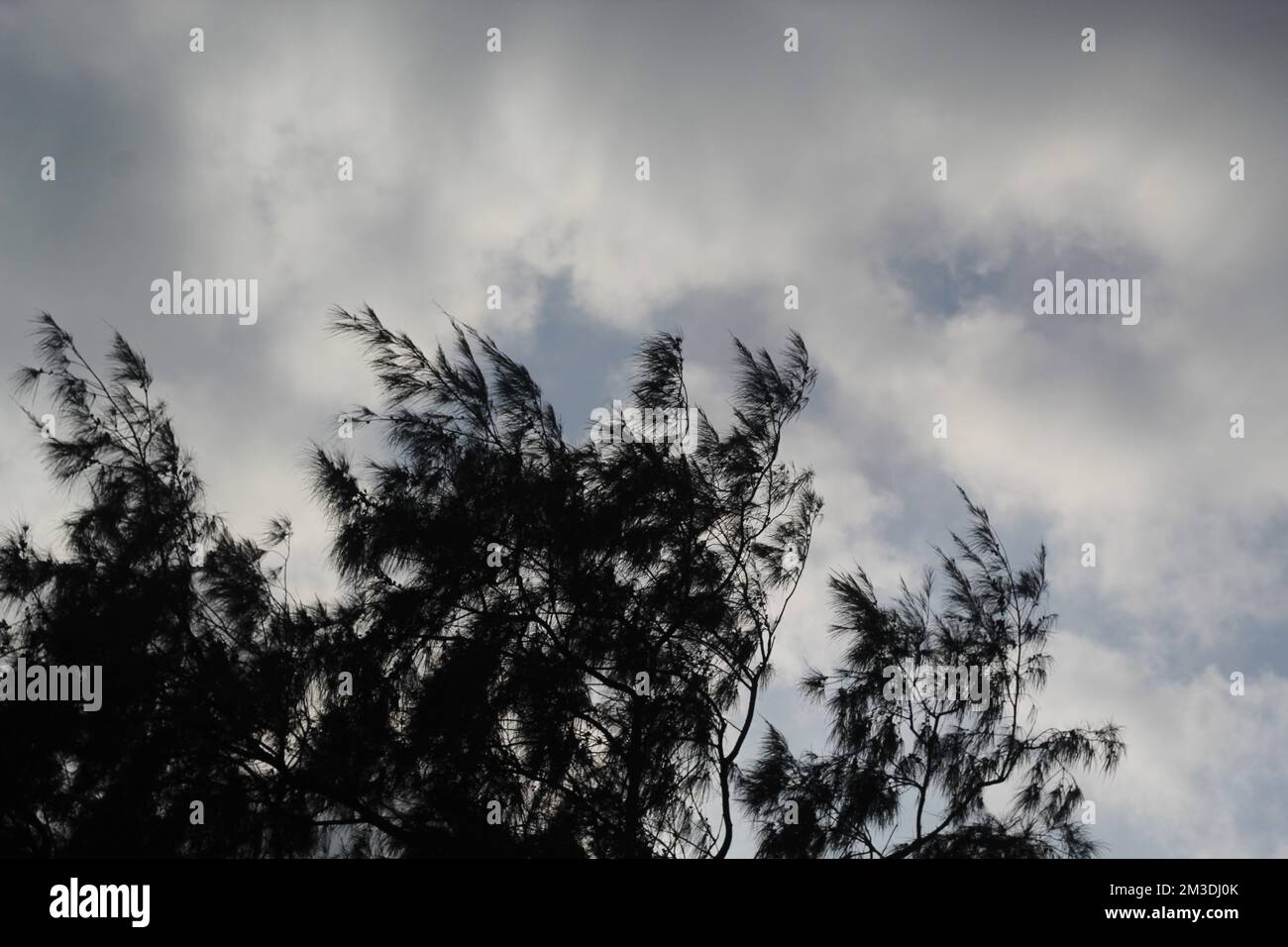 Egypt tree of life hi-res stock photography and images - Alamy