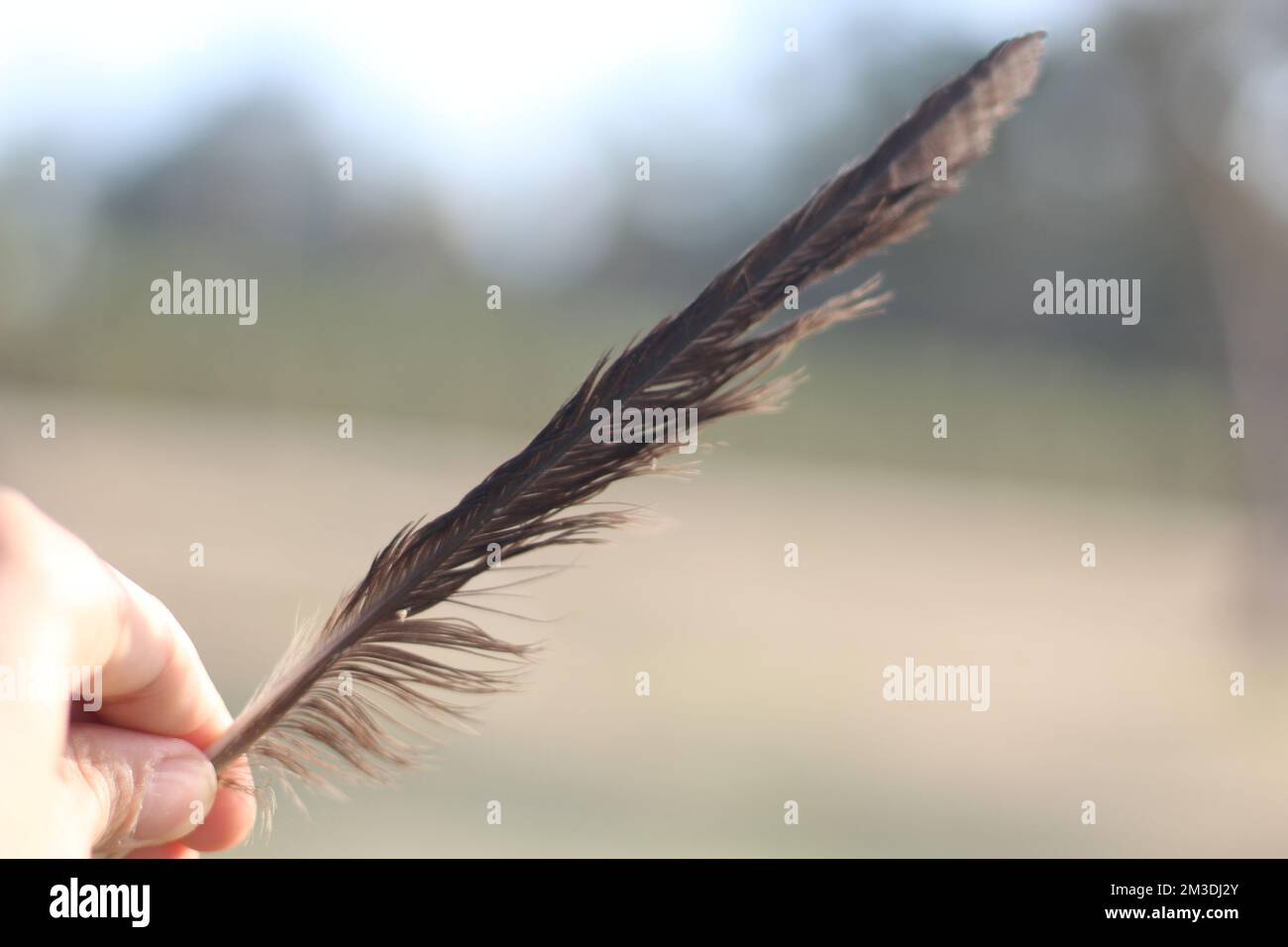 Raiven hi-res stock photography and images - Alamy