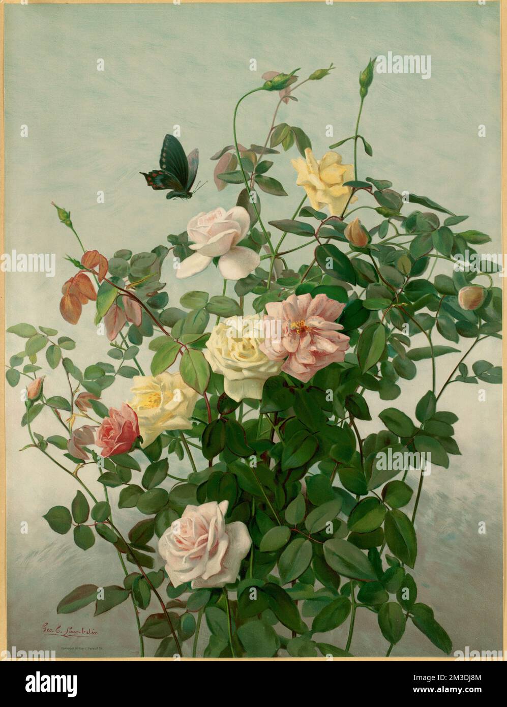 Louis prang roses hi-res stock photography and images - Alamy