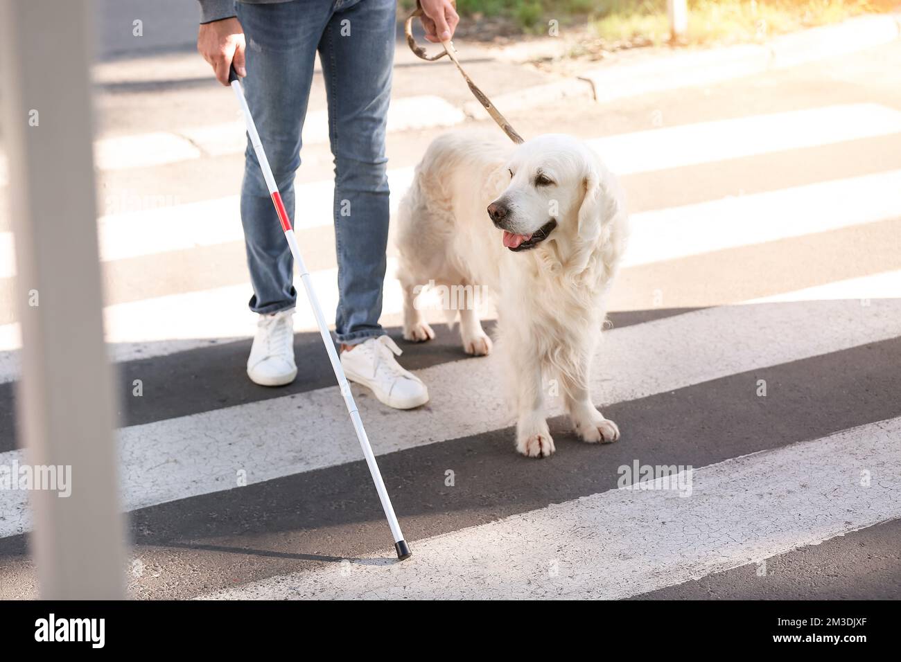Guide dog helping senior blind man to cross road in city Stock Photo ...