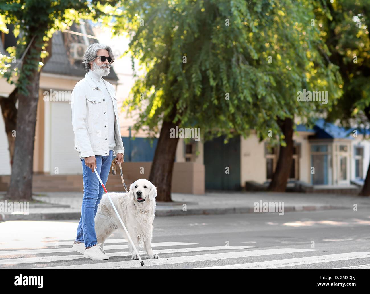 Senior blind man with guide dog crossing road in city Stock Photo - Alamy