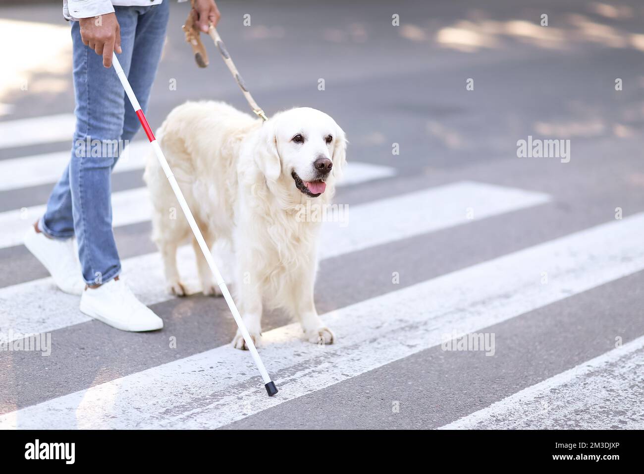 Guide dog with senior blind man crossing road in city Stock Photo - Alamy