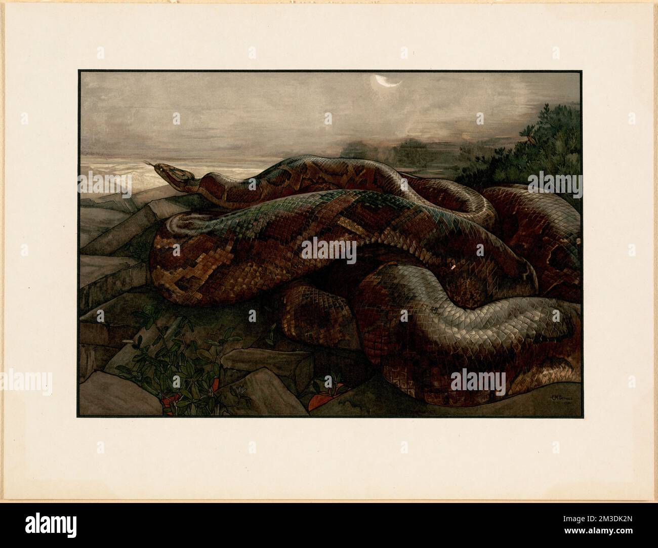 Kaa the python , Snakes. John D. Merriam Collection Stock Photo - Alamy