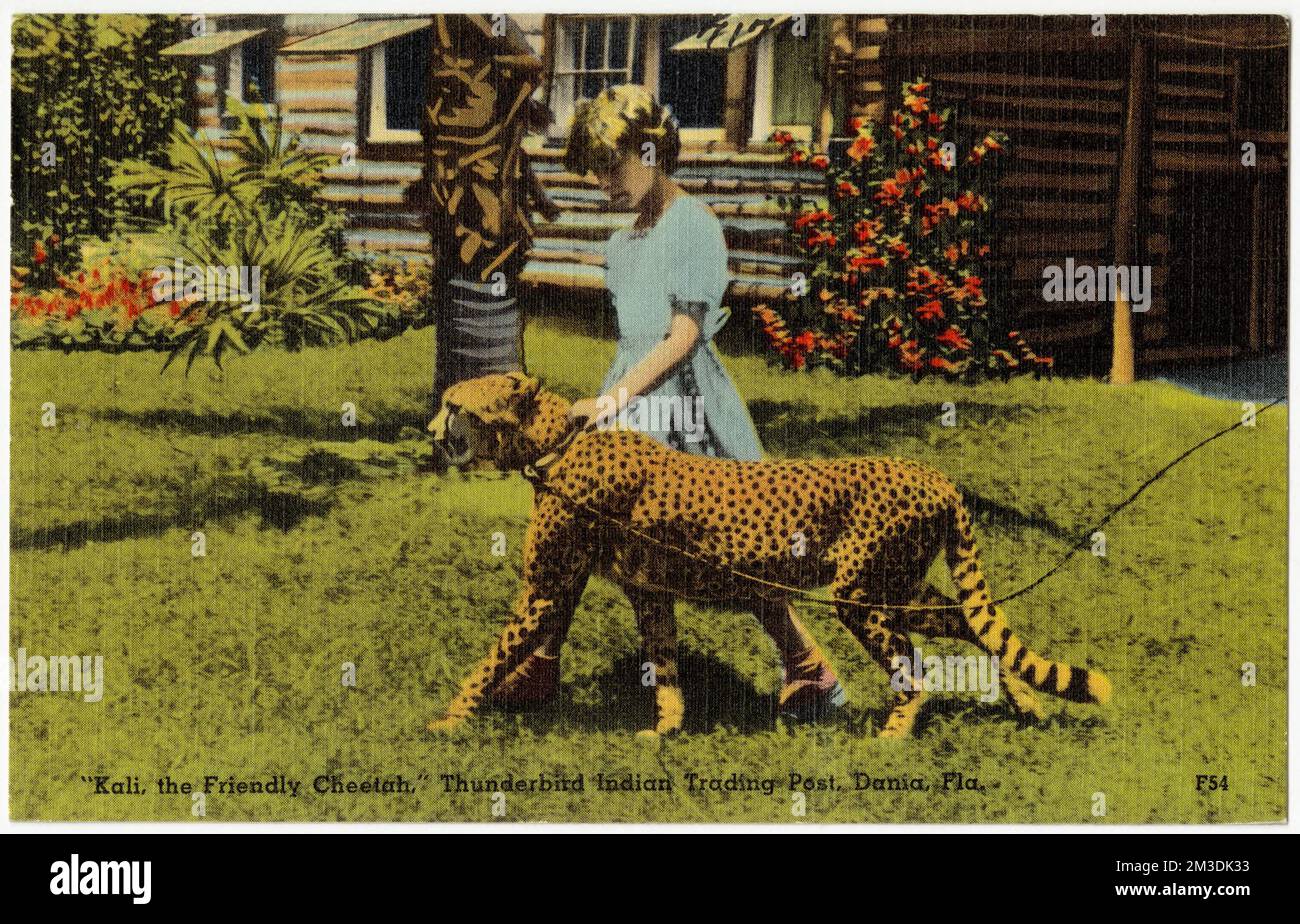 'Kali the friendly cheetah,' Thunderbird Indian Trading Post, Dania ...