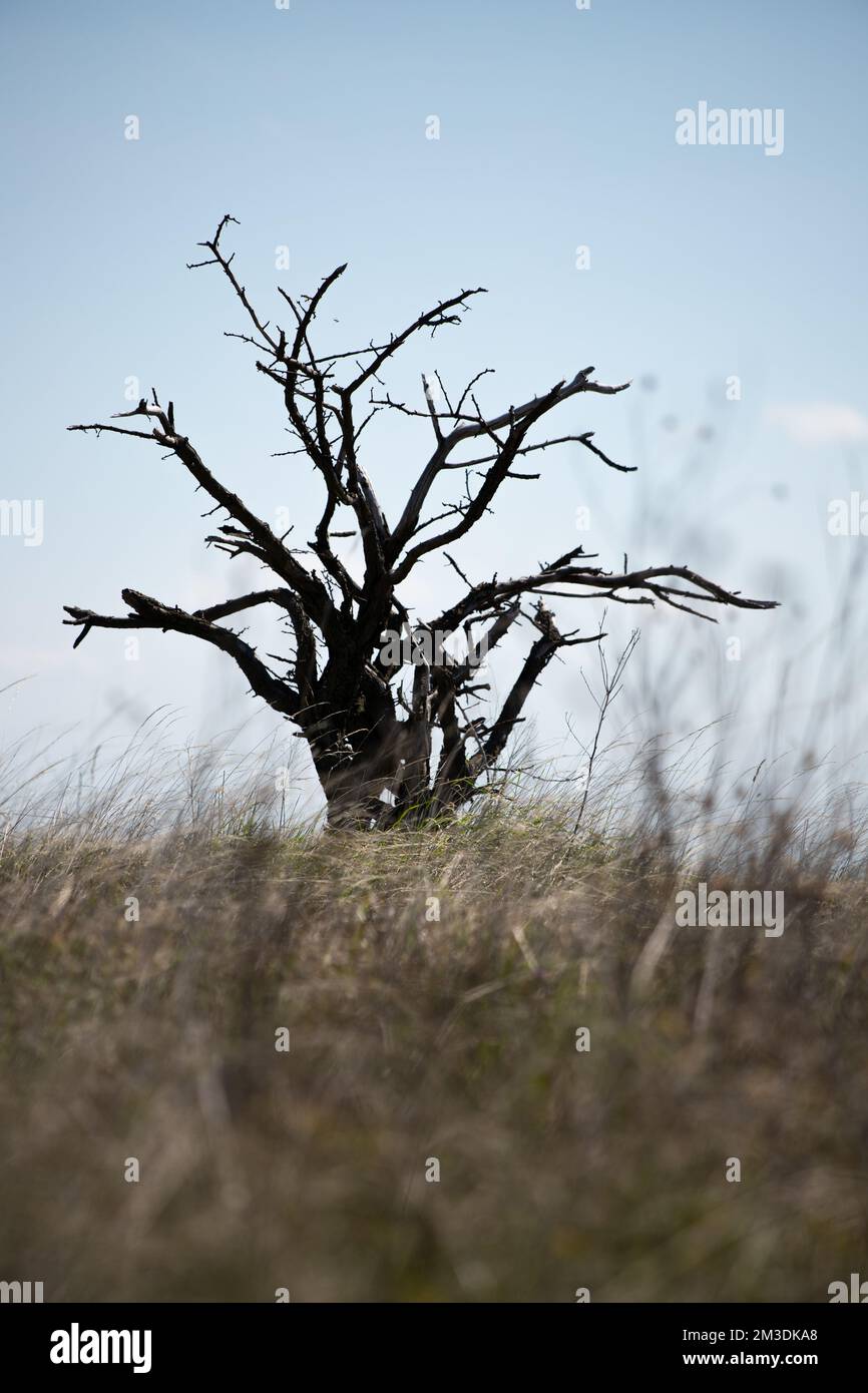 A growing dead tree in field Stock Photo - Alamy
