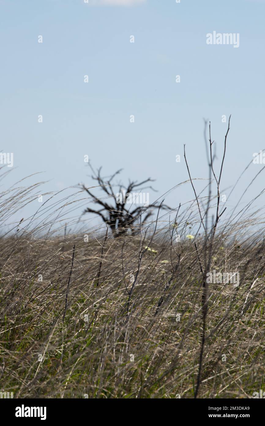 A growing dead tree in field Stock Photo - Alamy