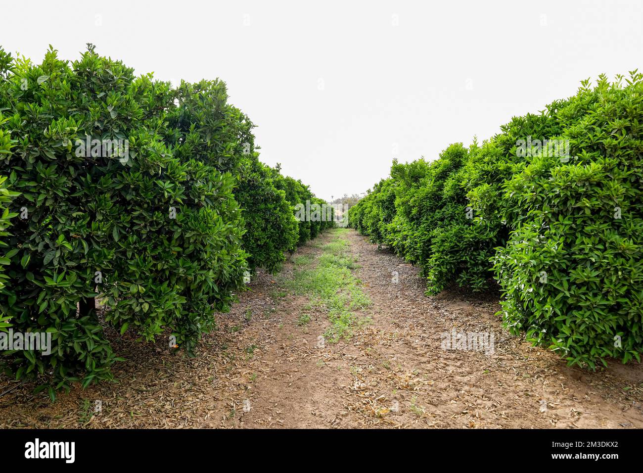 Citrus trees israel hi-res stock photography and images - Alamy