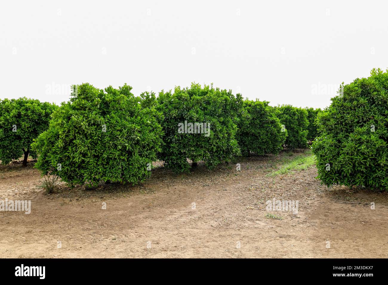 Citrus trees israel hi-res stock photography and images - Alamy