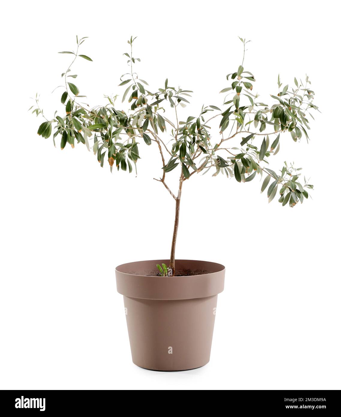 Decorative olive tree on white background Stock Photo - Alamy