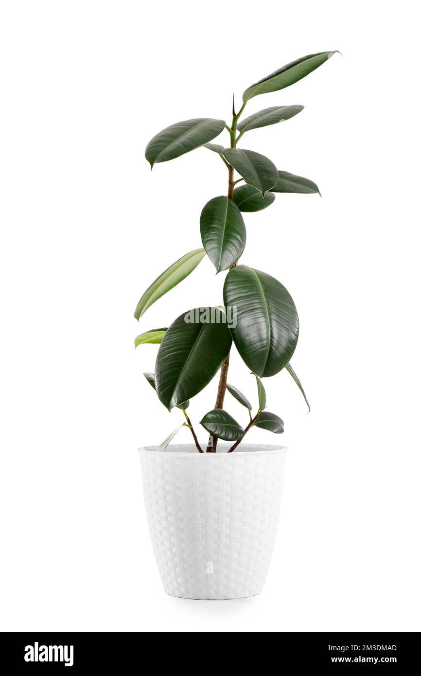 Ficus elastica on white background Stock Photo - Alamy
