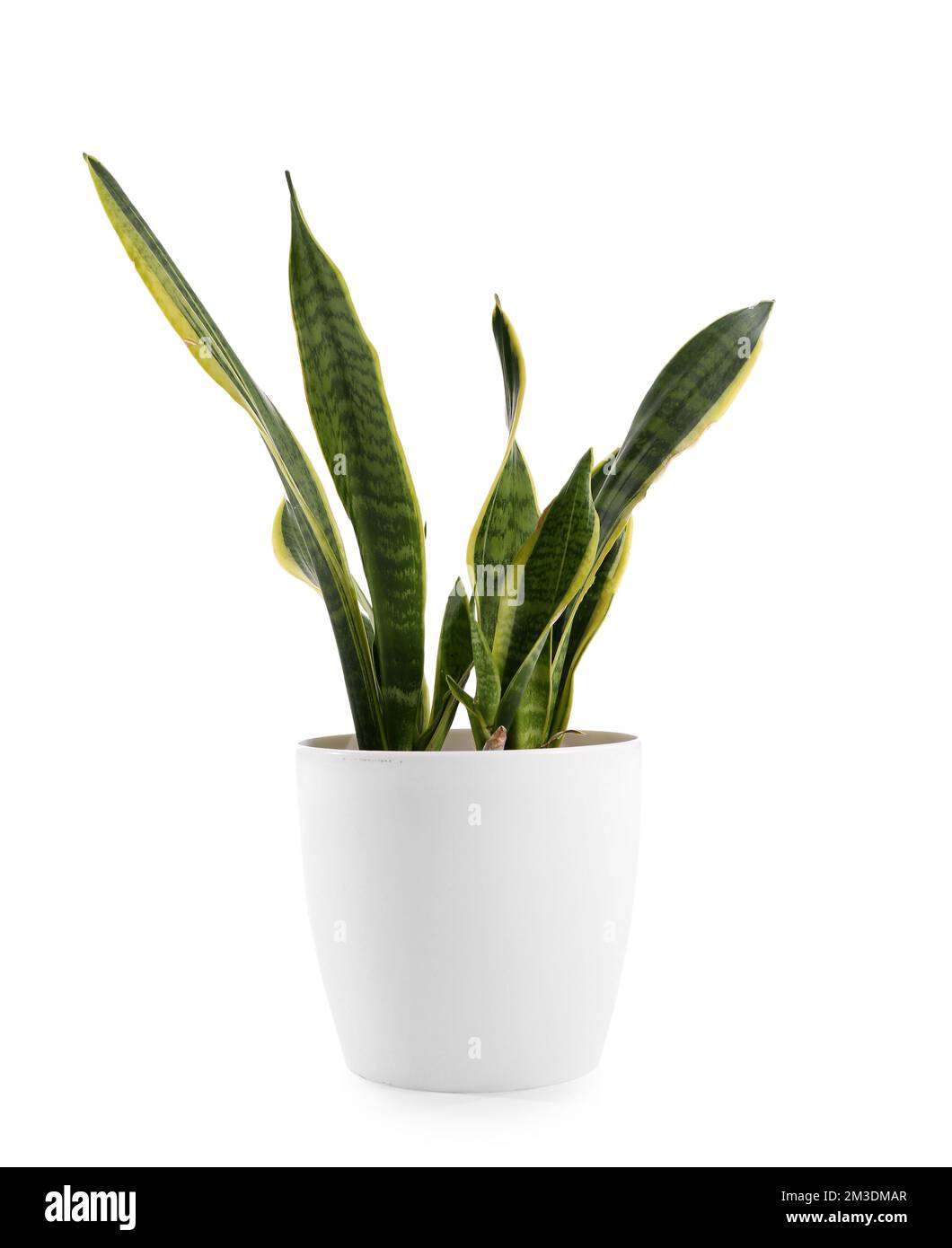 Snake plant in pot on white background Stock Photo - Alamy
