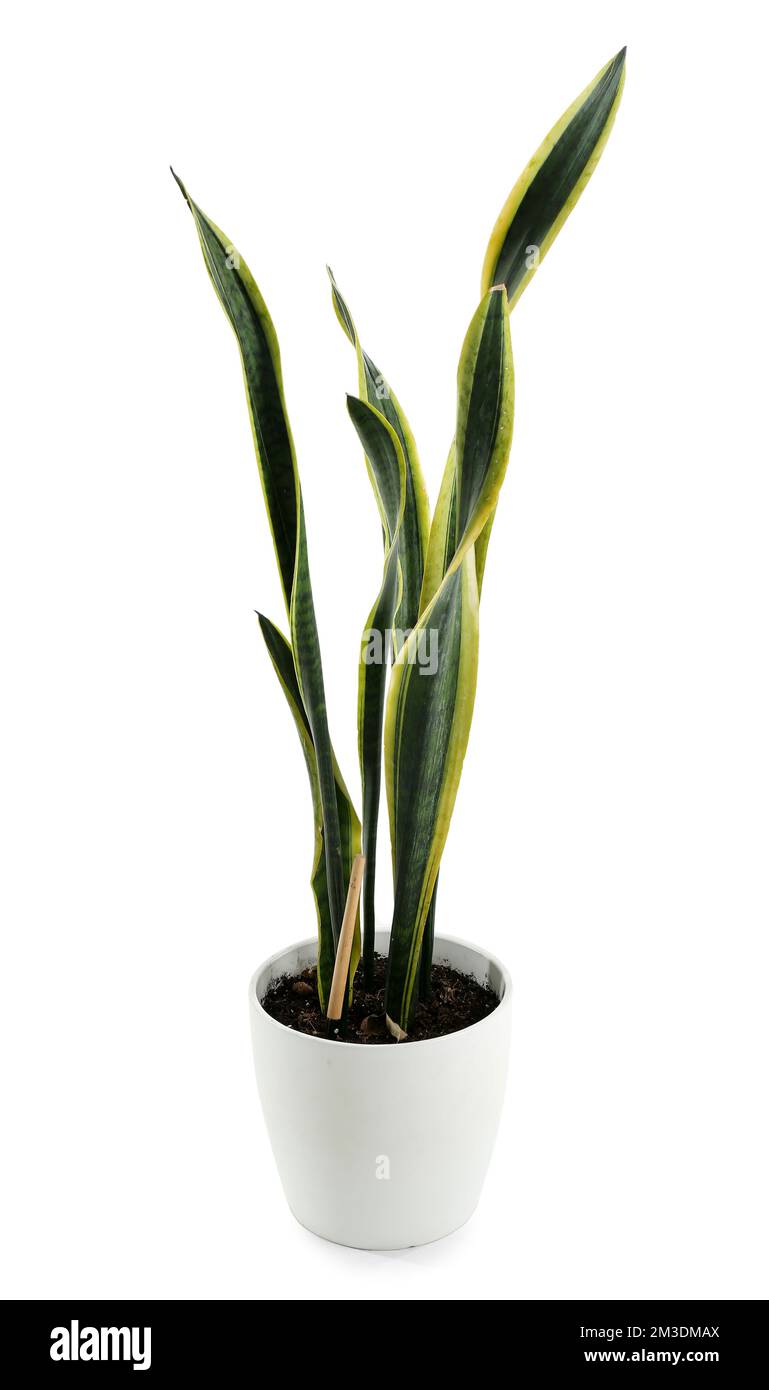 Snake plant in pot on white background Stock Photo - Alamy