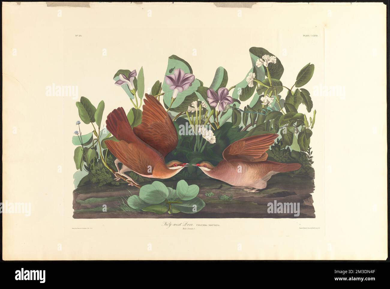 Key-west dove : Columba montana. Male, 1. Female, 2. c.1 v.2 plate 167 ...