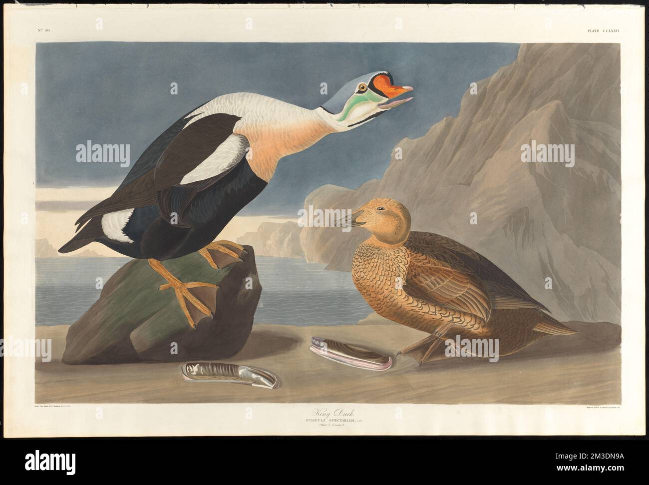 King duck : Fuligula spectabilis, lath. Male, 1. Female, 2. c.1 v.3 ...