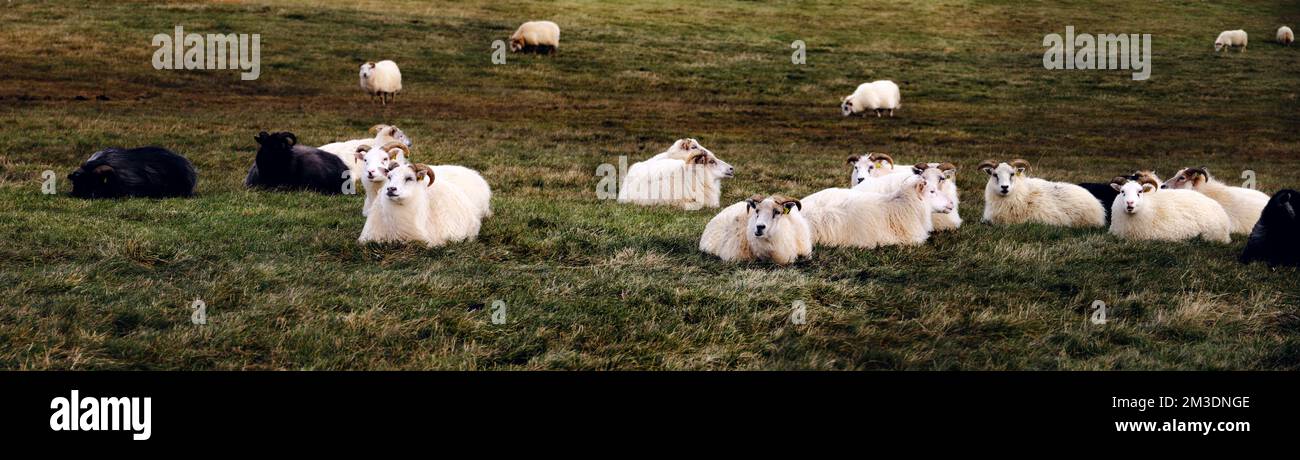An aerial view of flock of sheep lying in field Stock Photo - Alamy
