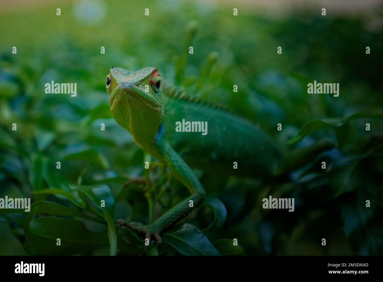 Green forest lizard of Sri Lanka spotted in Galle looking strait into ...