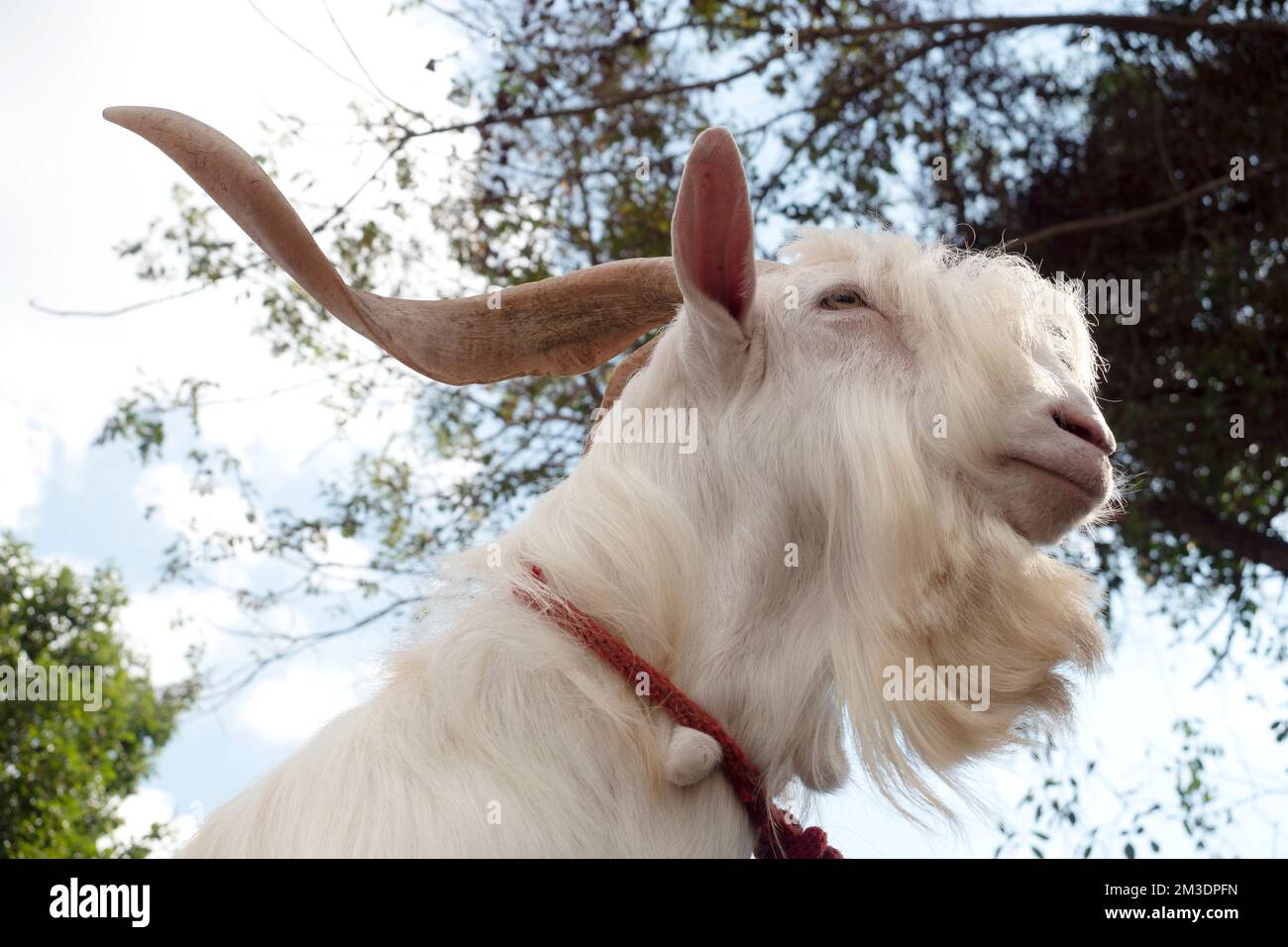 Saanen Goat Breeder Award Winner in Southeast-Asia Stock Photo - Alamy