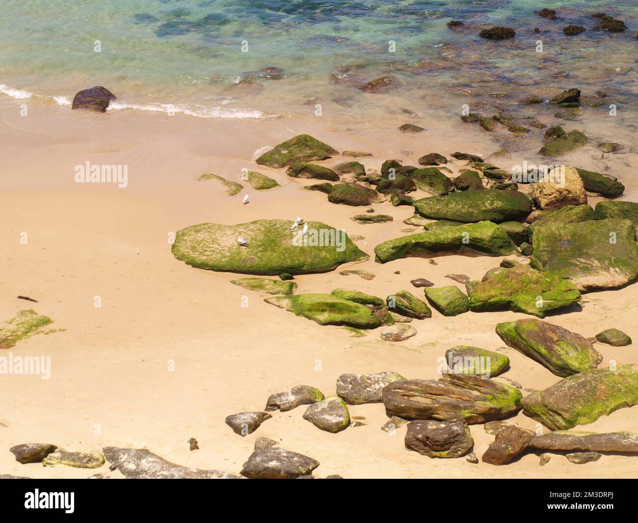 Marine algae bright green hi-res stock photography and images - Alamy