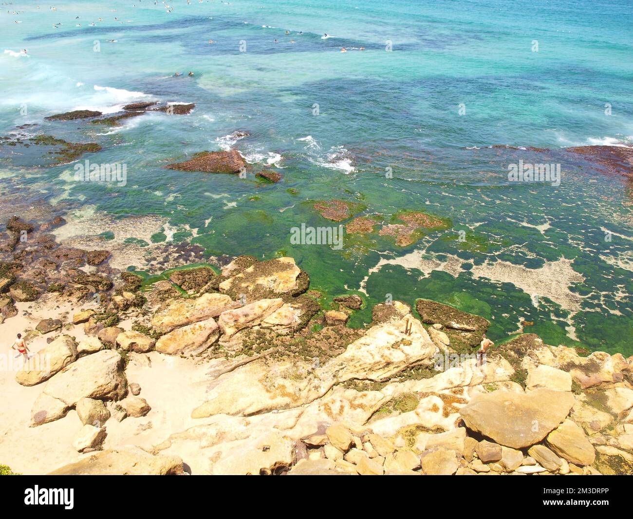 Bright green algae-covered rocks in the foreground at Bondi Beach ...