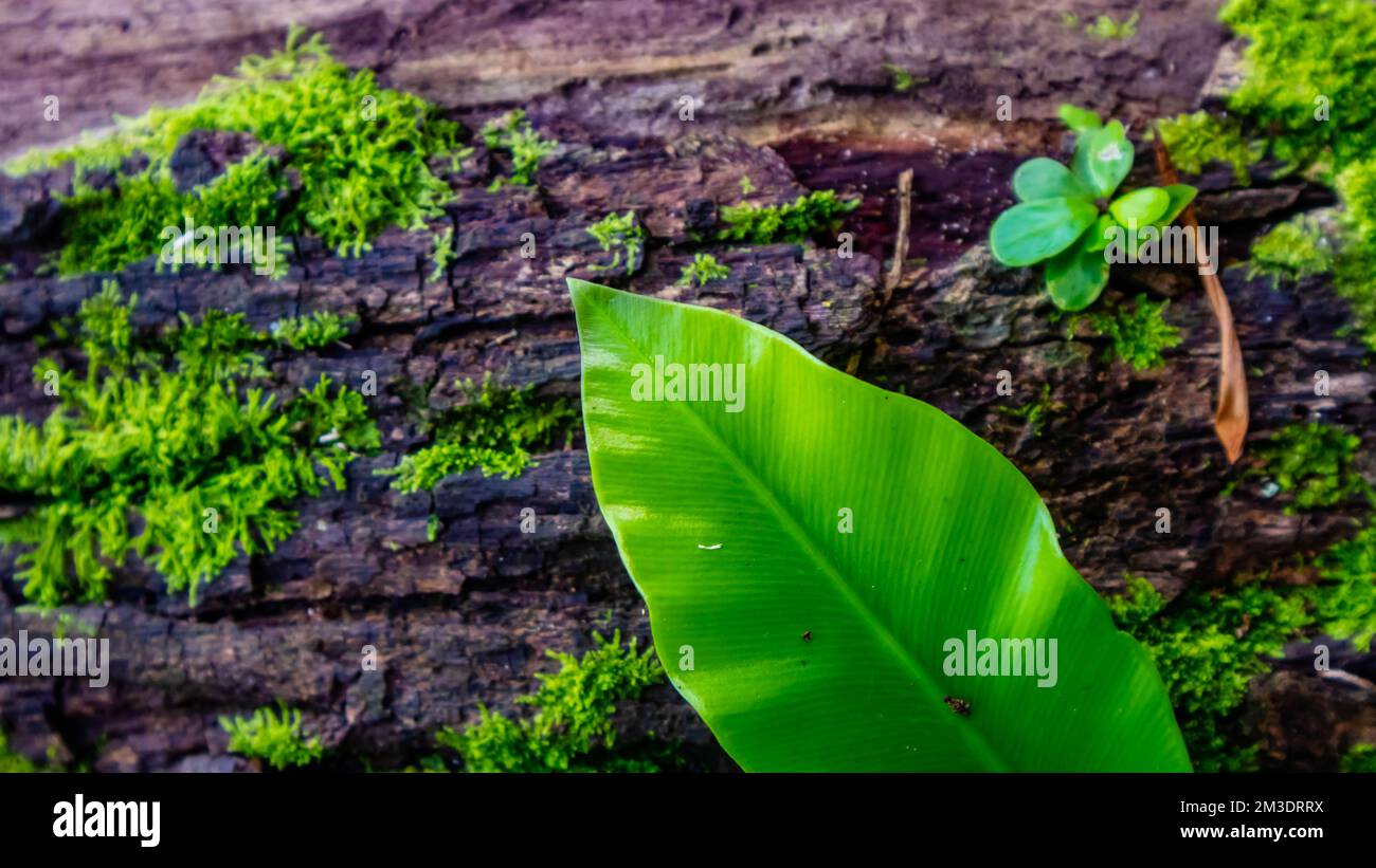 Mossy wood texture as background Stock Photo - Alamy