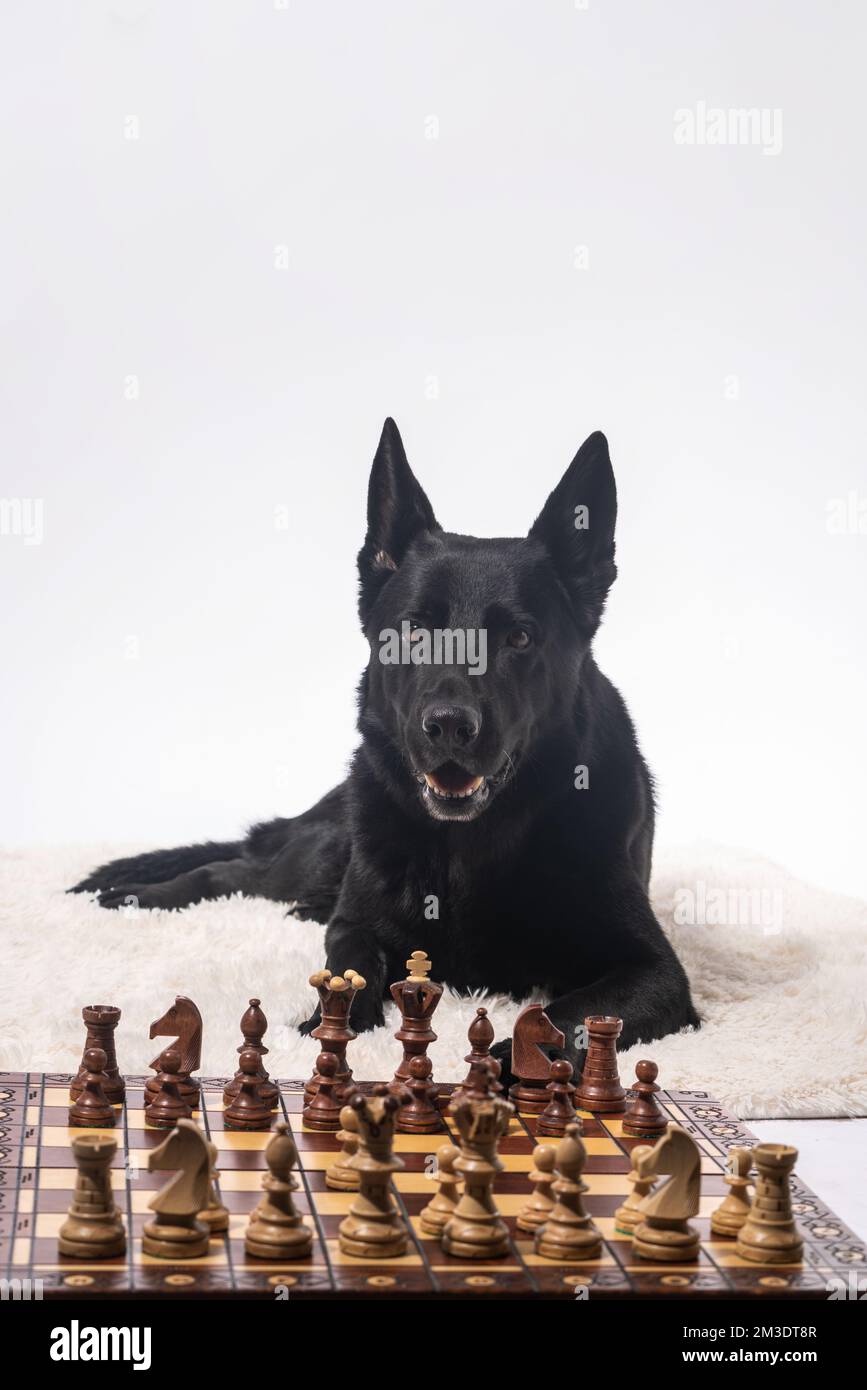 A vertical shot of a black German Shepherd lying on white rug, playing ...