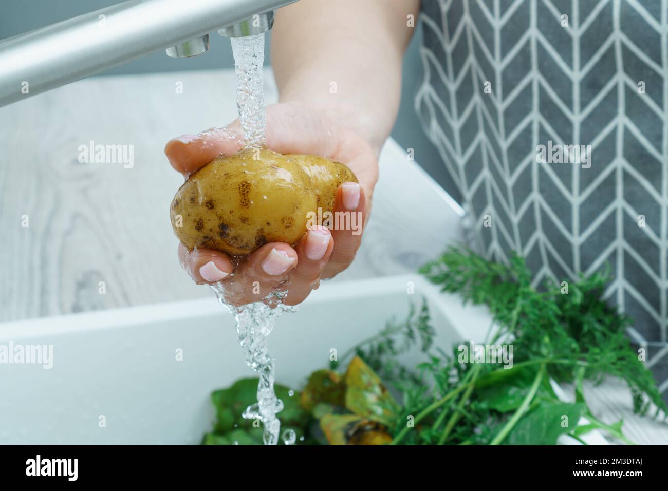 Cropped photo of woman wearing grey apron washing potato with hand ...