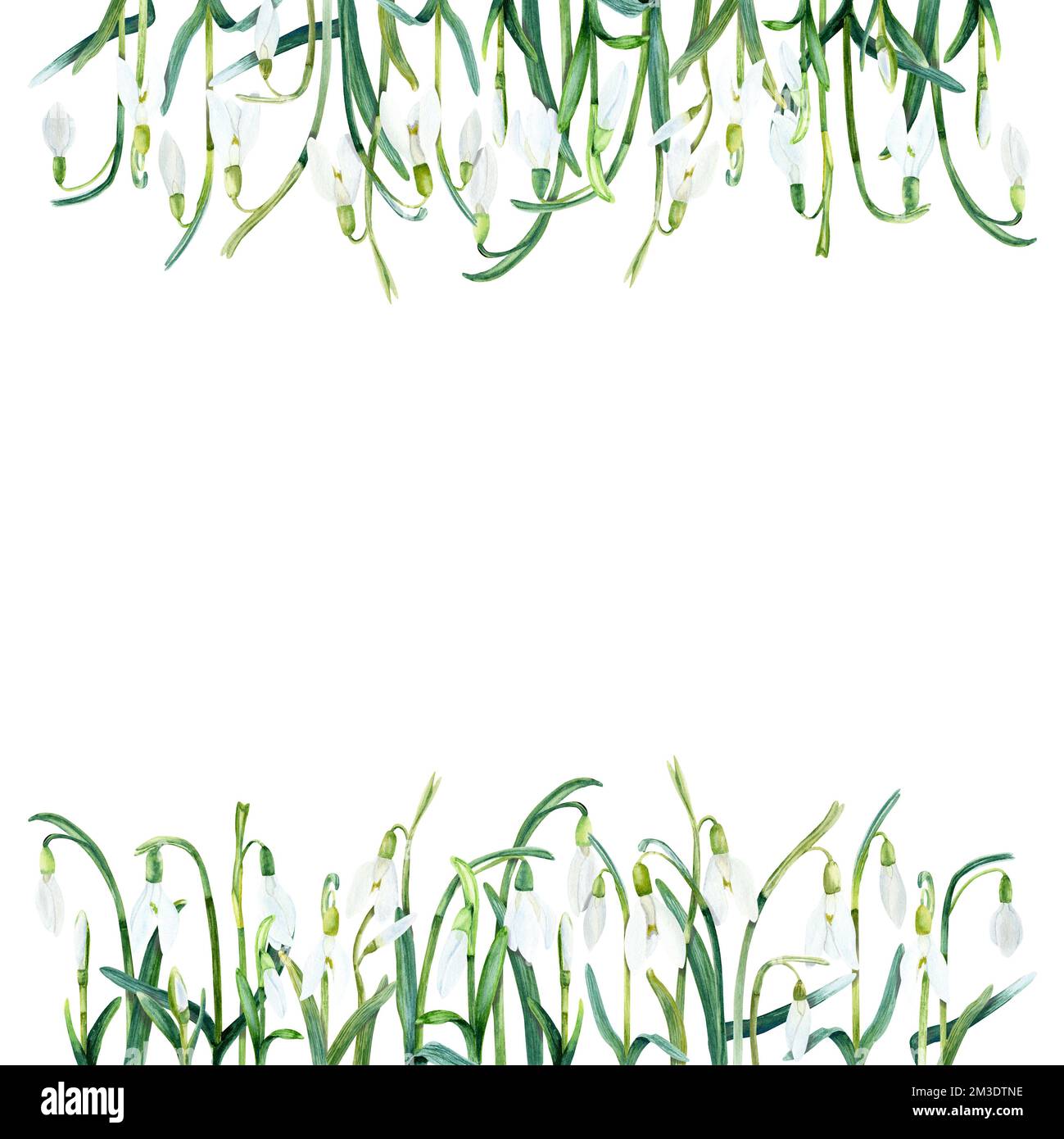 Snowdrops banner. Watercolor illustration isolated on white Stock Photo ...