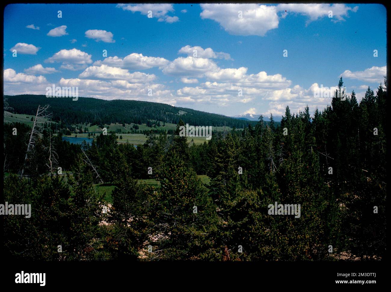 Landscape with conifer forest, Yellowstone National Park , Forests ...